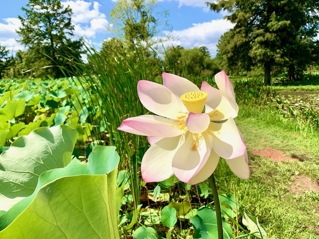 20019, Washington, DC 3 Bedroom Condos