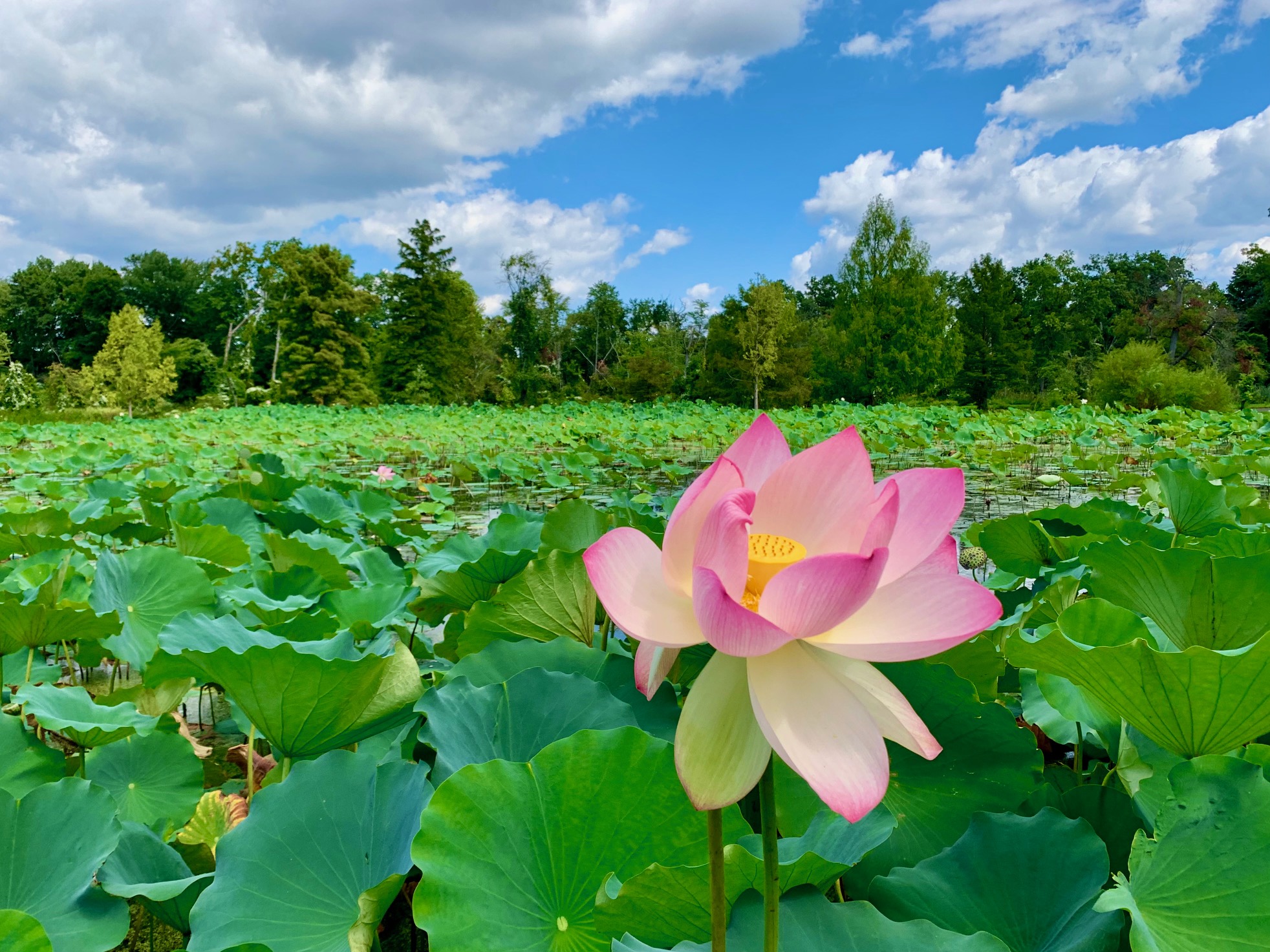 Studio For Sale in 20019, Washington, DC