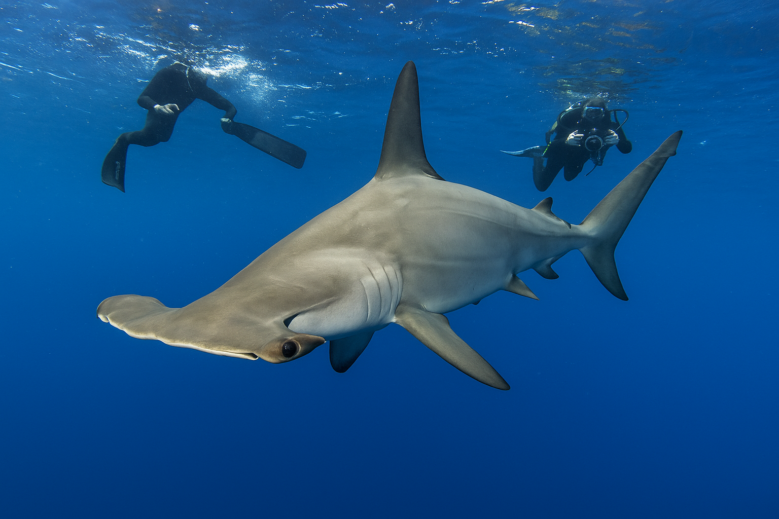Are There Sharks in Cabo San Lucas Mexico? What to Know in 2025