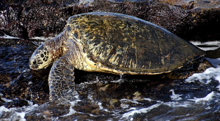 Baja’s Incredible Sea Turtles: What to Know