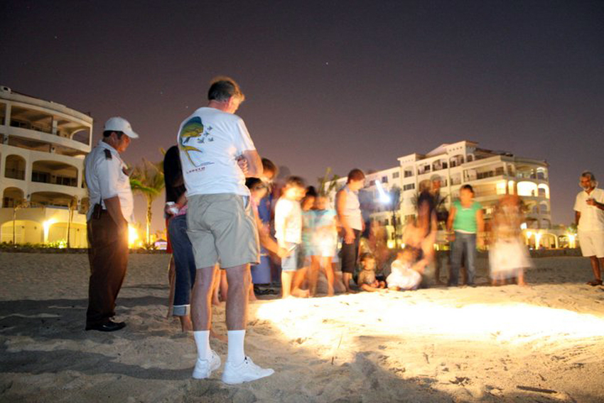 Baja’s Incredible Sea Turtles: What to Know