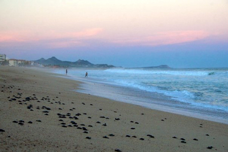 Baja’s Incredible Sea Turtles: What to Know