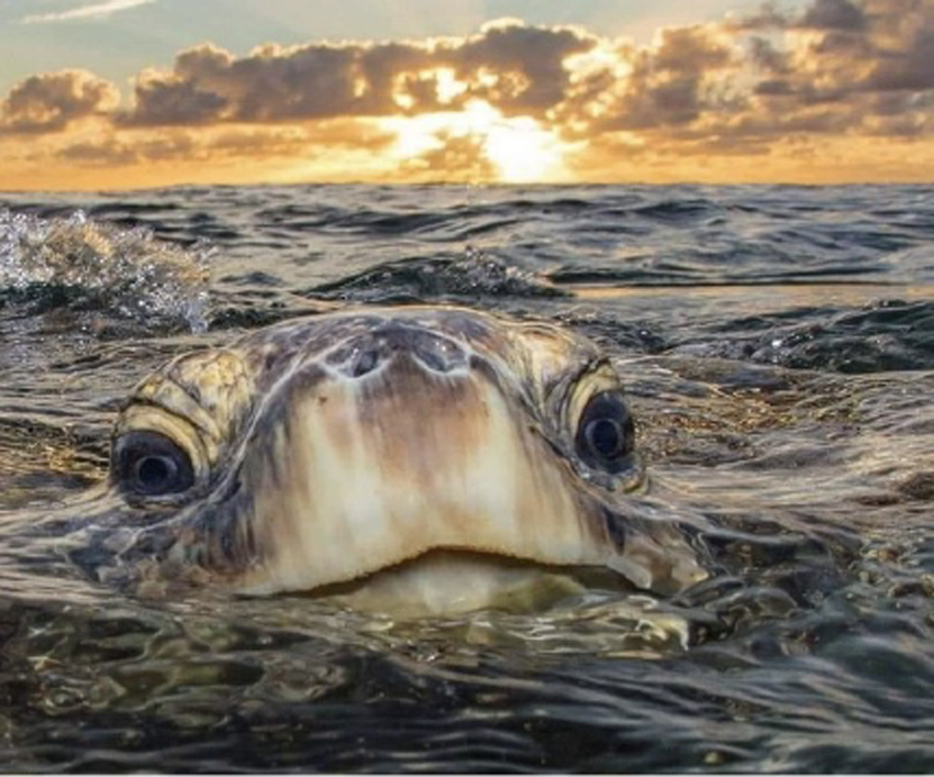 Baja’s Incredible Sea Turtles: What to Know