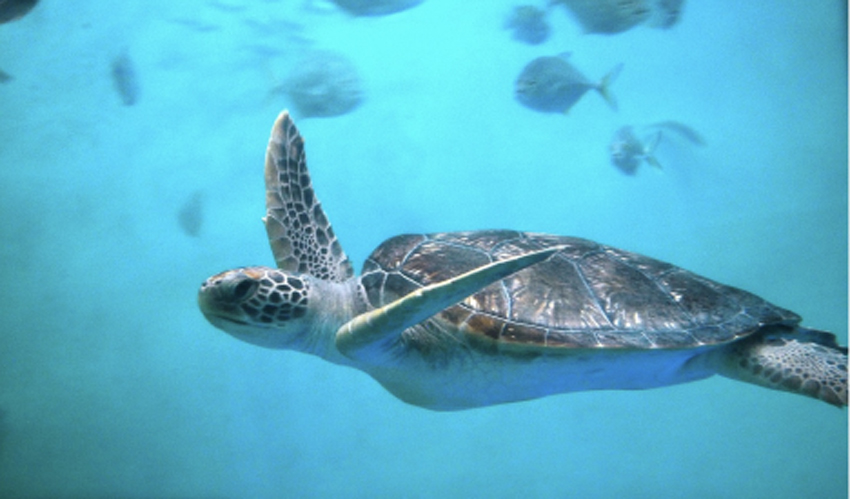 Baja’s Incredible Sea Turtles: What to Know