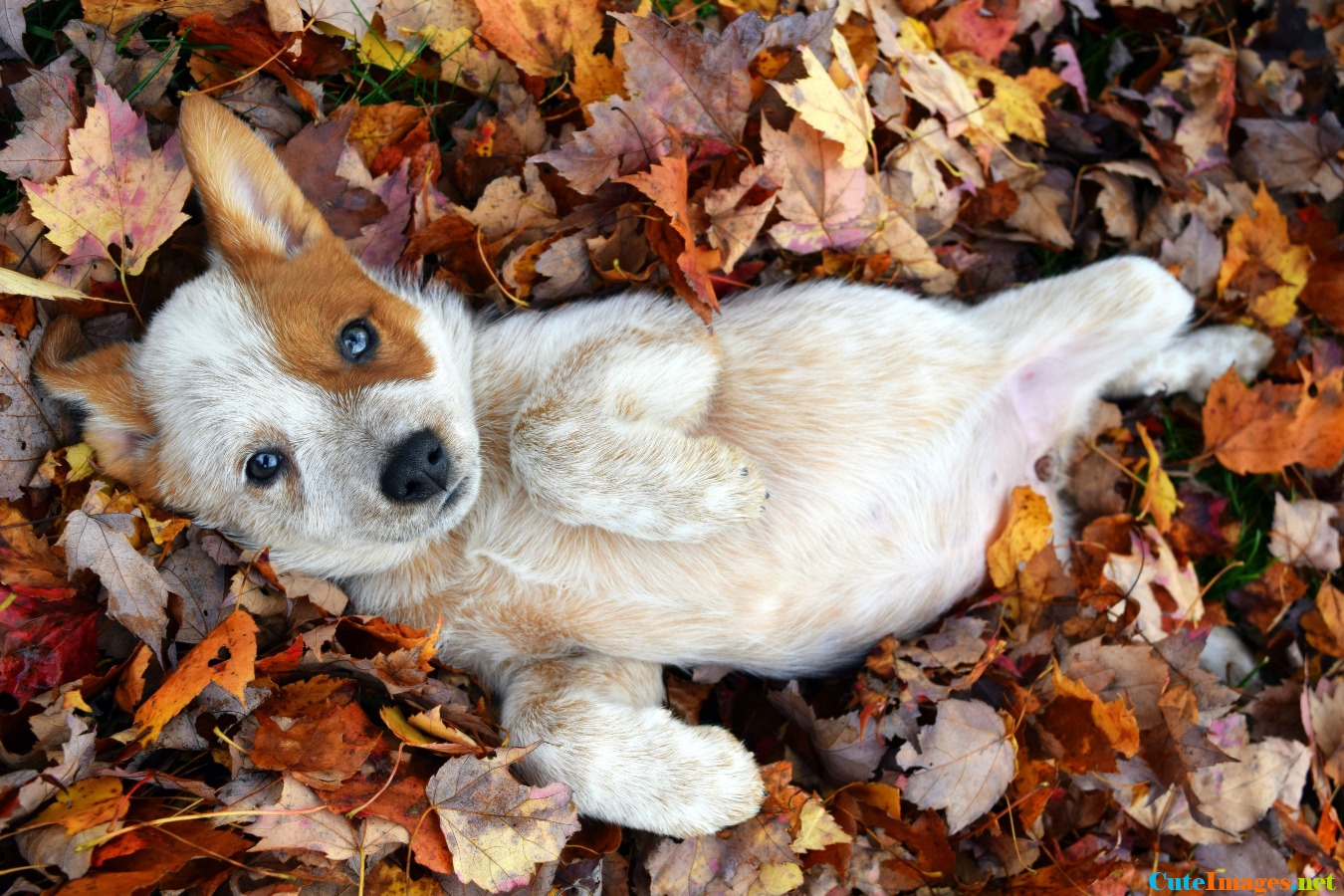 What to do with all those leaves.