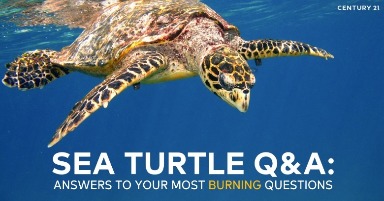 Sea Turtle Questions and Answers