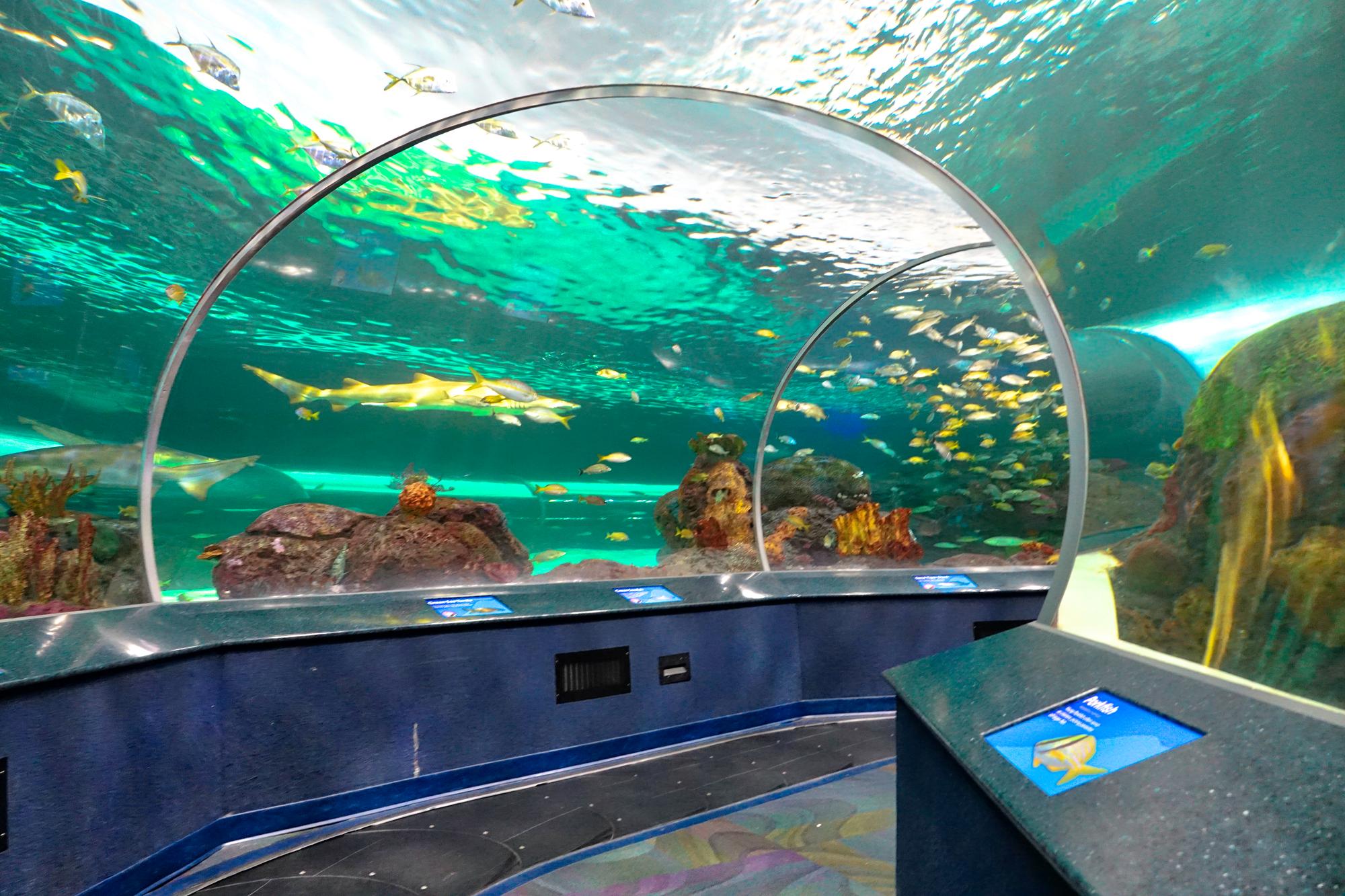 Ripley's Expanding Myrtle Beach Attractions Just in Time for Summer