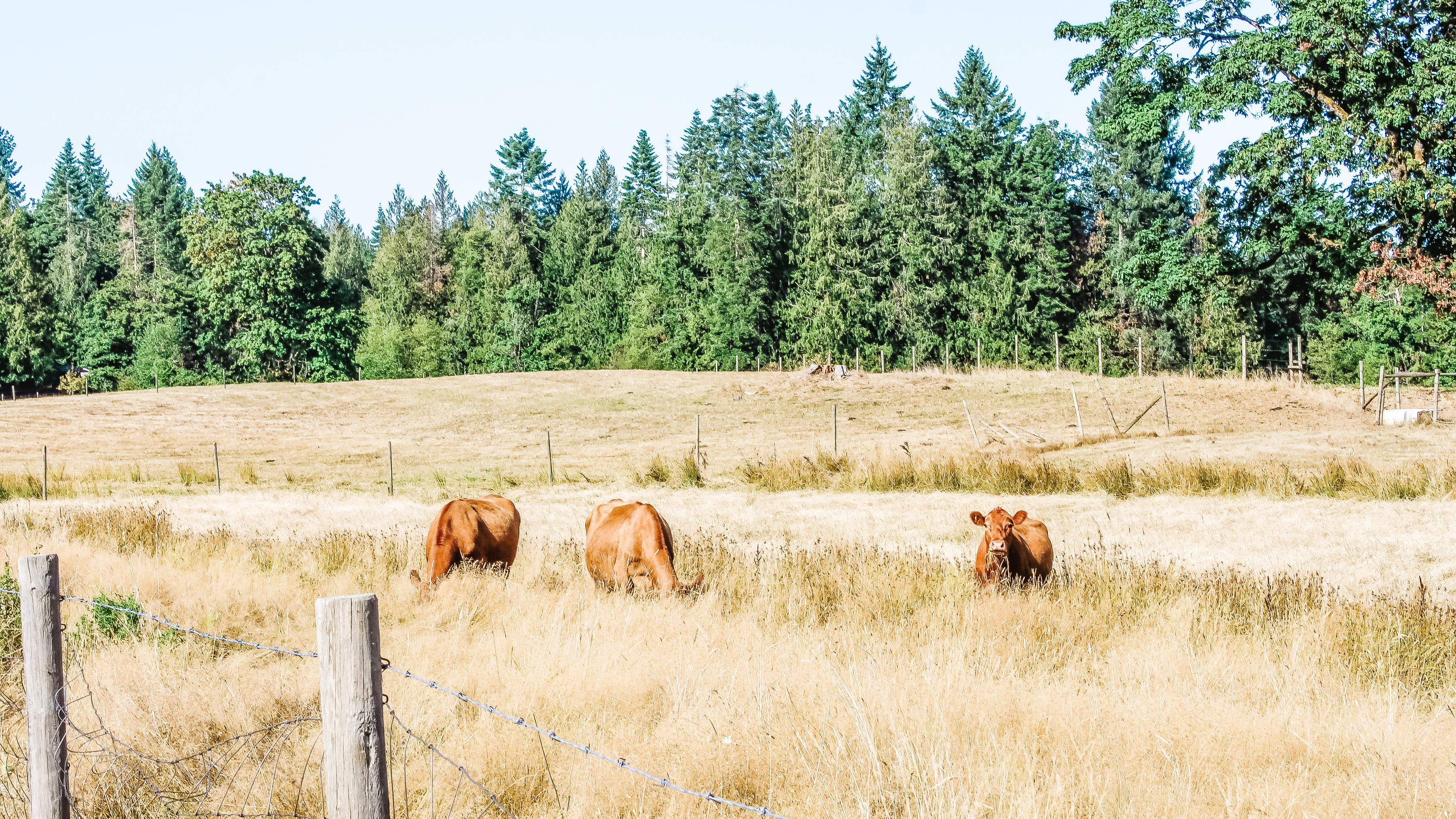 Extension BC Homes For Sale