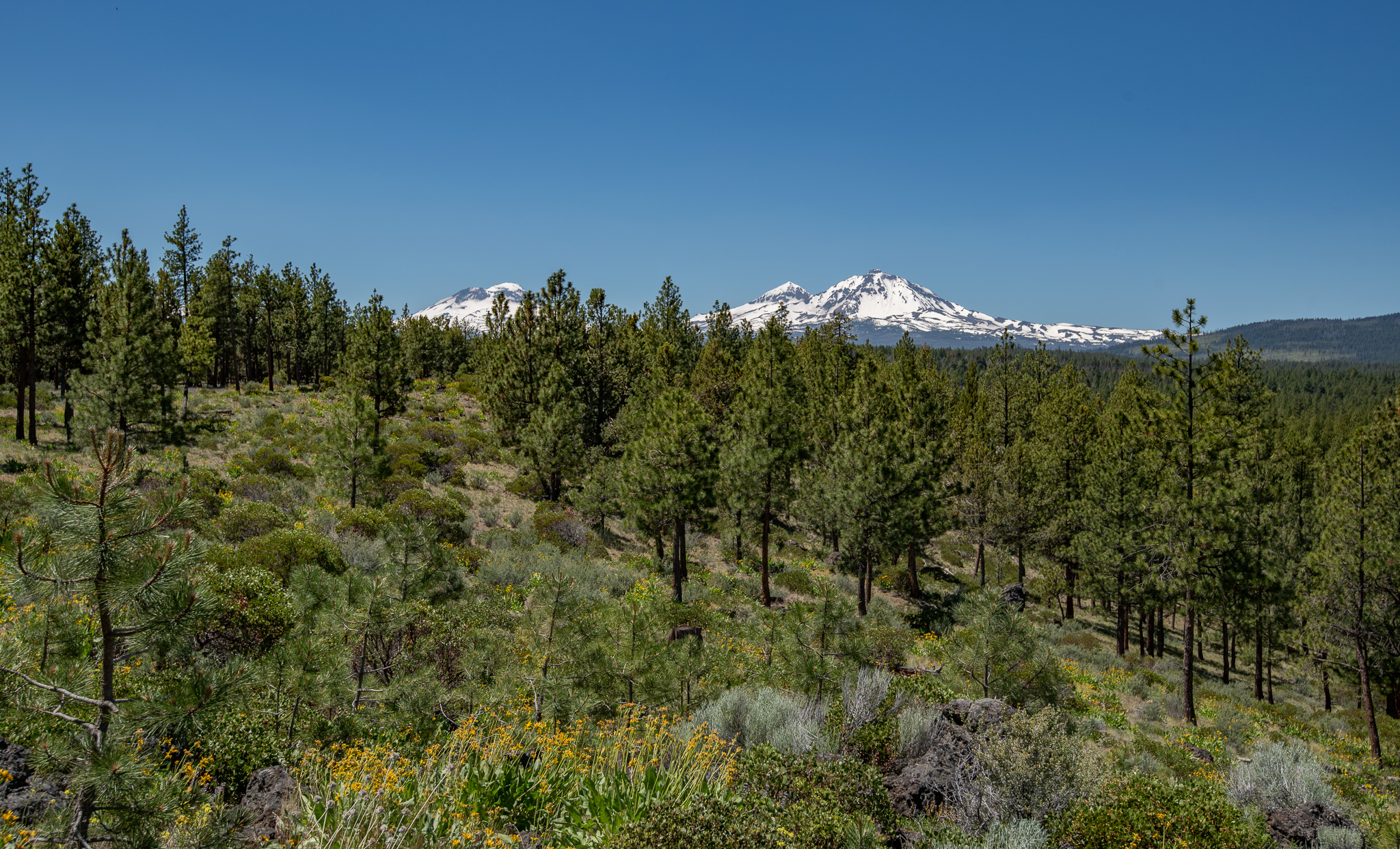 2025 Luxury Market Reports