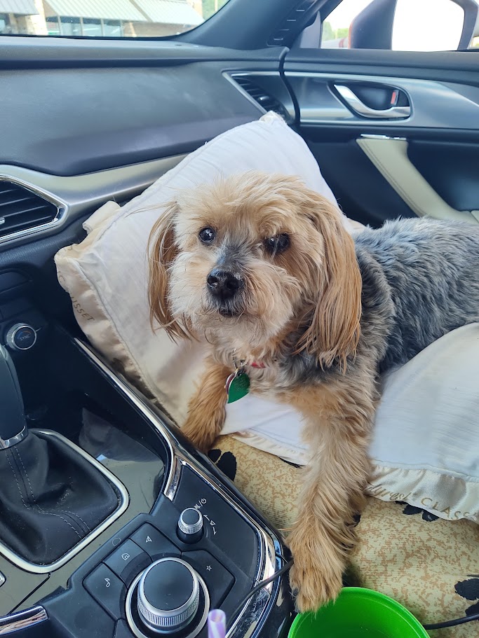 Moving with your Dog