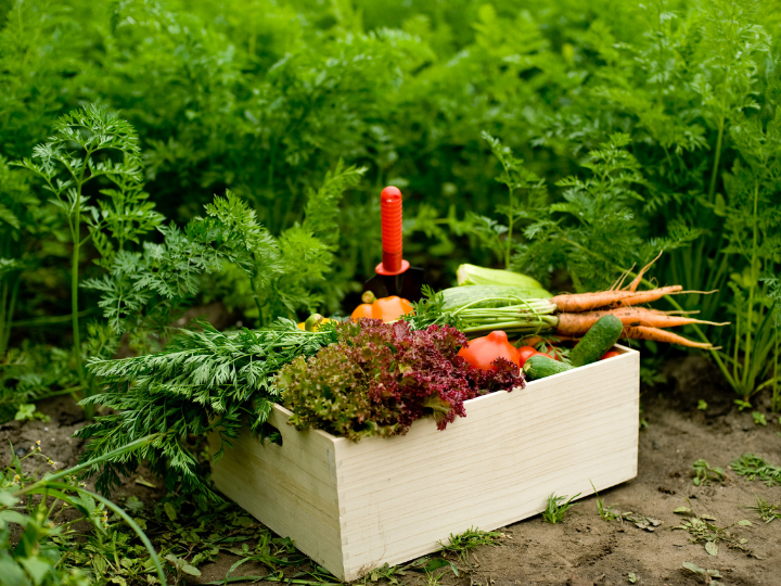 What are Emblements in Real Estate? (Def. & Examples)