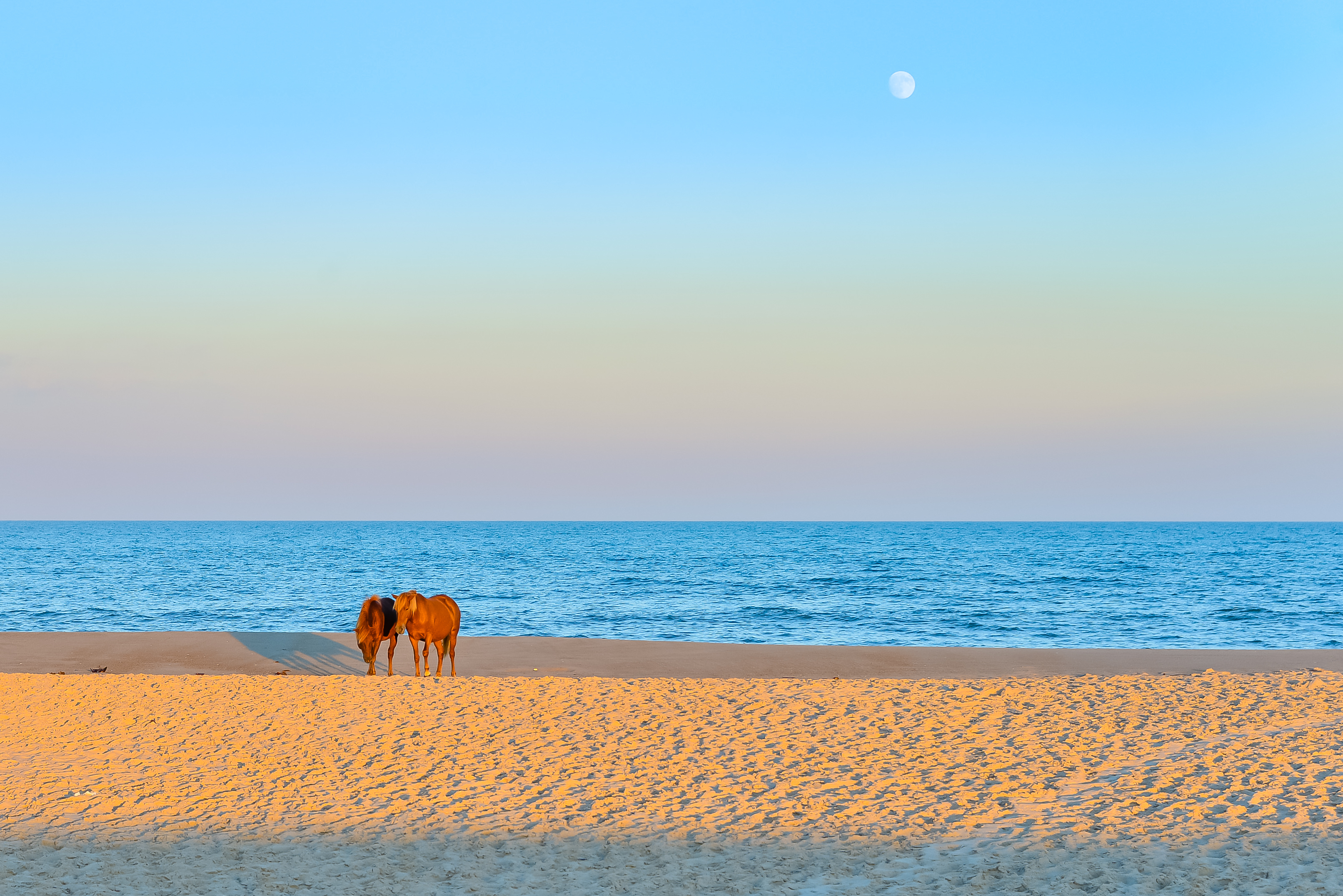 Assateague & South Point MD Homes For Sale
