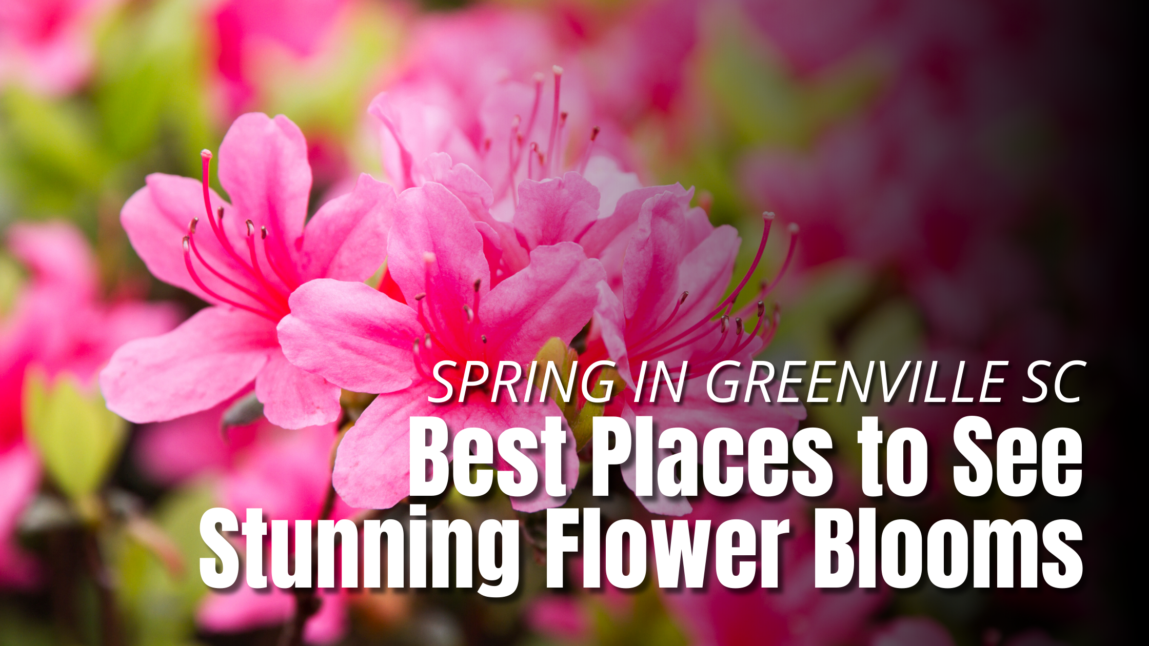 Spring in Greenville SC: Best Places to See Stunning Flower Blooms