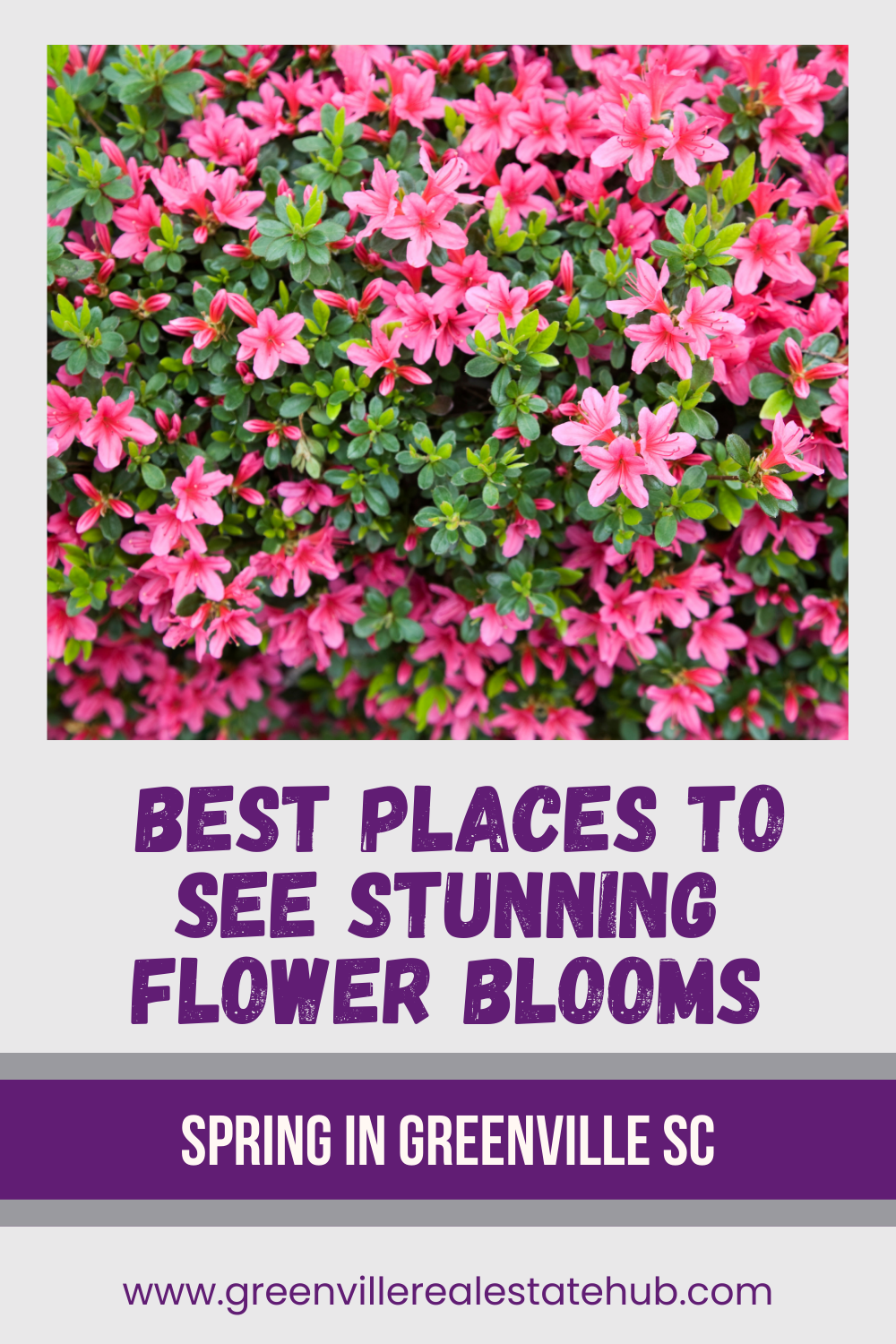 Spring in Greenville SC: Best Places to See Stunning Flower Blooms