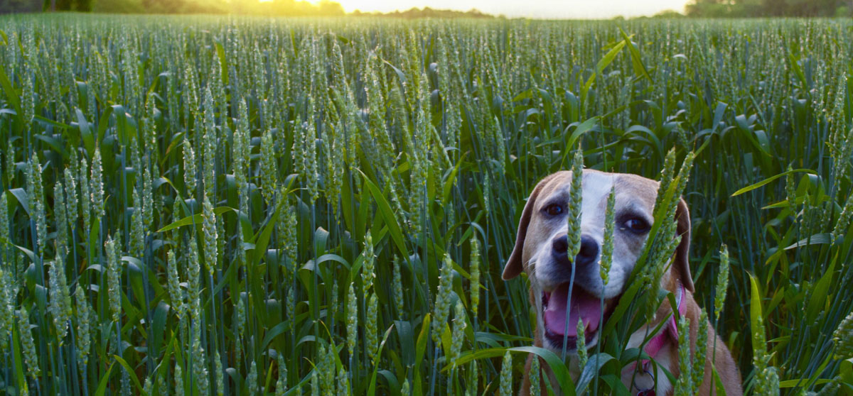 Acreage and Farm Land for Sale Near Myrtle Beach SC