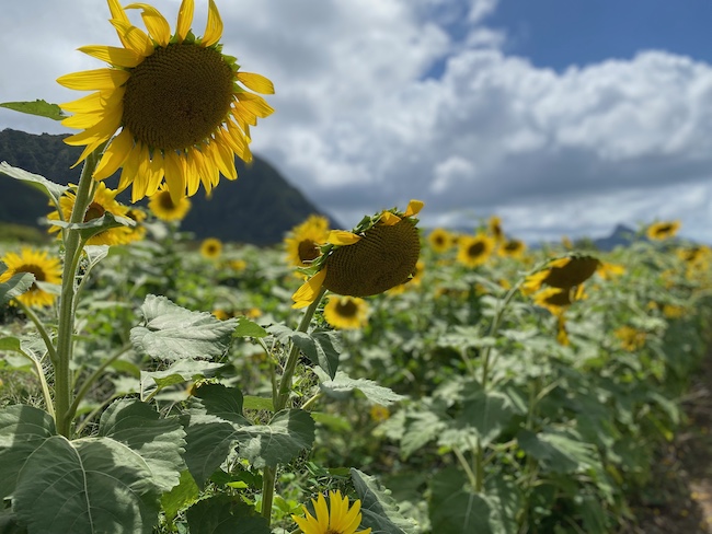 Visit Waimanalo Country Farms