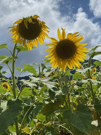 Visit Waimanalo Country Farms