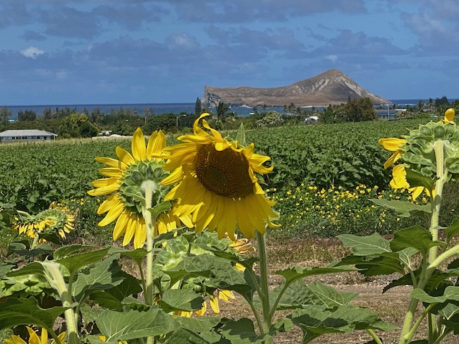 Visit Waimanalo Country Farms