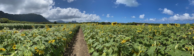 Visit Waimanalo Country Farms