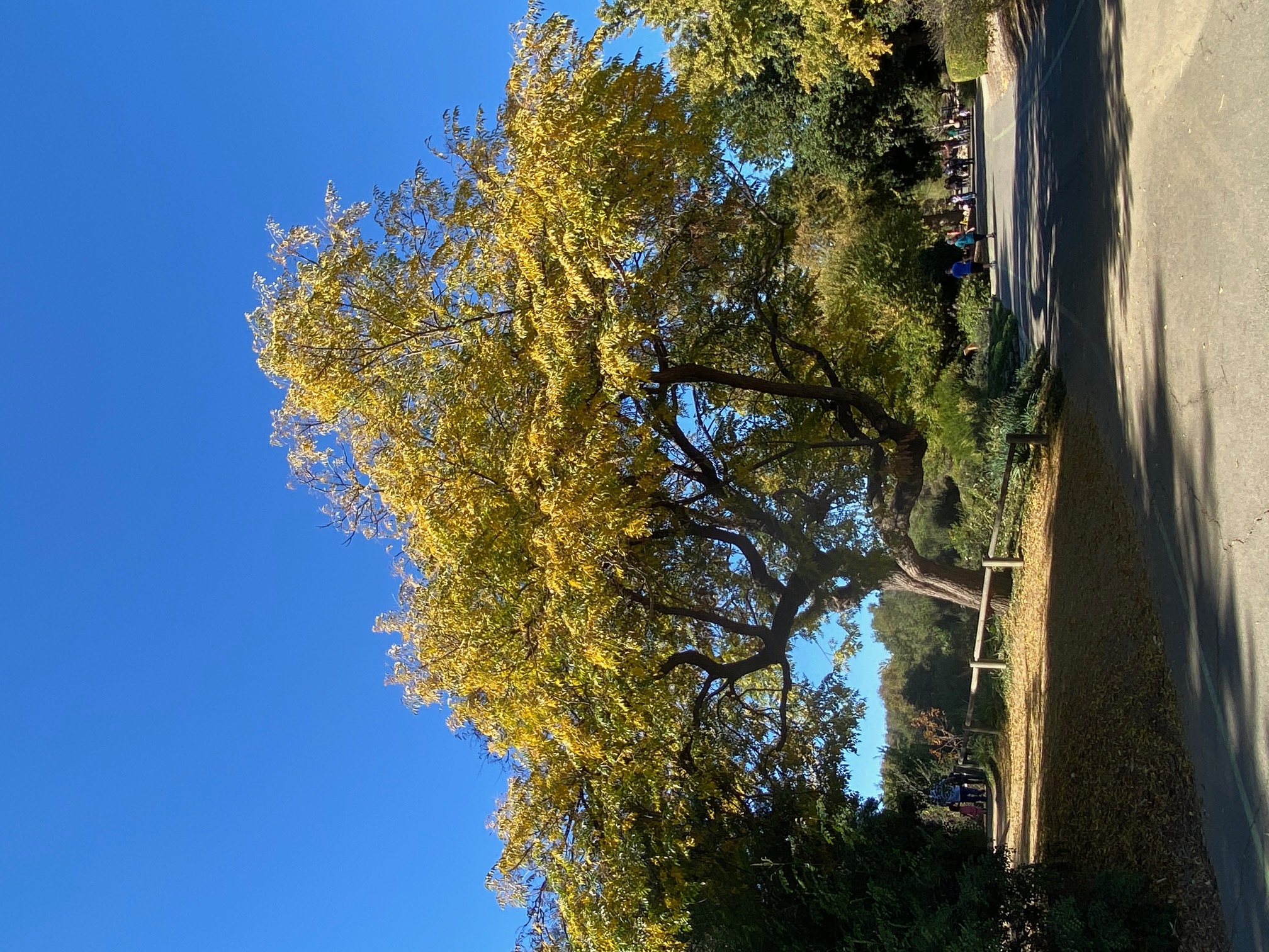 Los Angeles County Arboretum