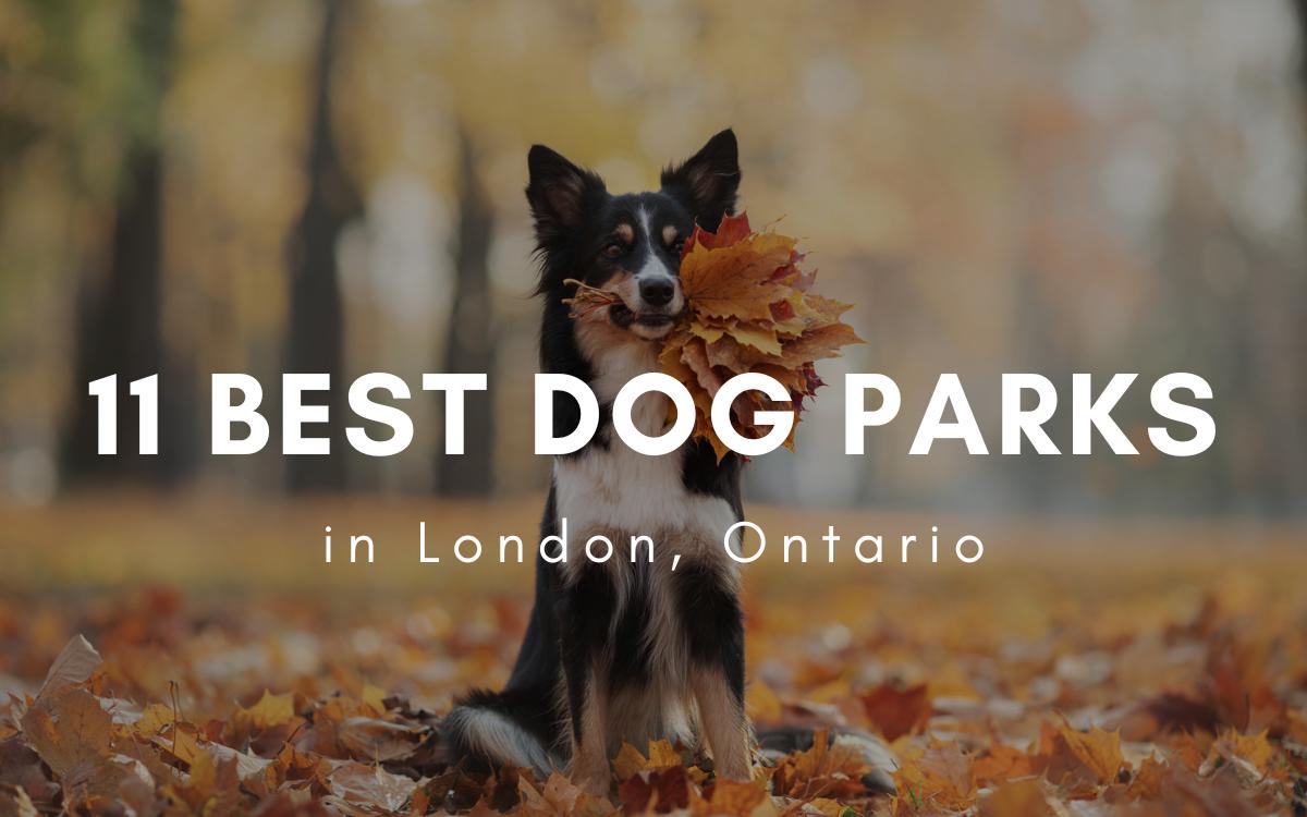 11 Best Dog Parks In London Ontario 11 Best Dog Parks In London Ontario