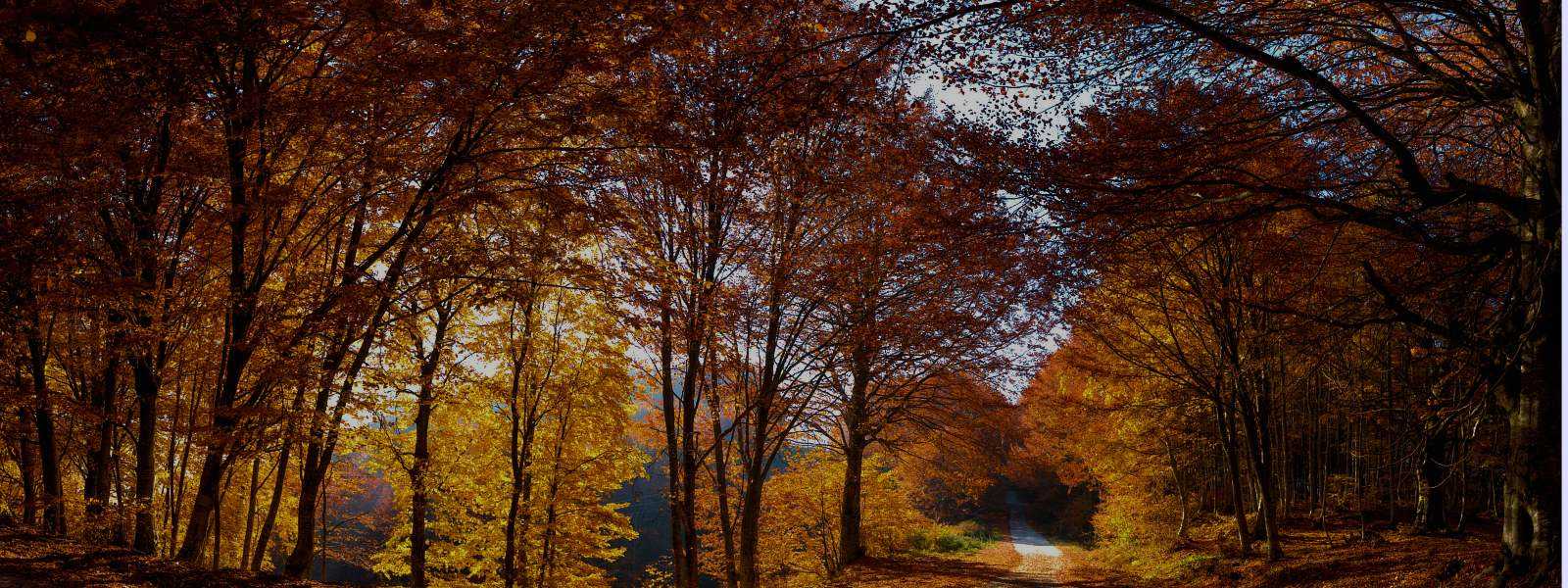 Moving To Thorndale? The Ultimate Guide To Living In Thorndale [2019]