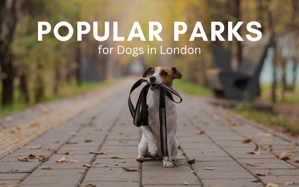 11 Best Dog Parks In London Ontario 11 Best Dog Parks In London Ontario