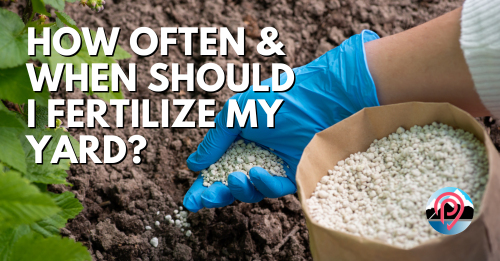 How Often & When Should I Fertilize My Yard?