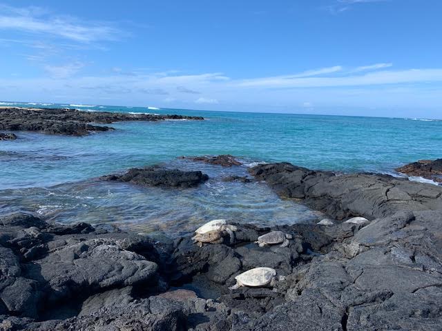 Hawaii Honu Turtles Bring Good Luck