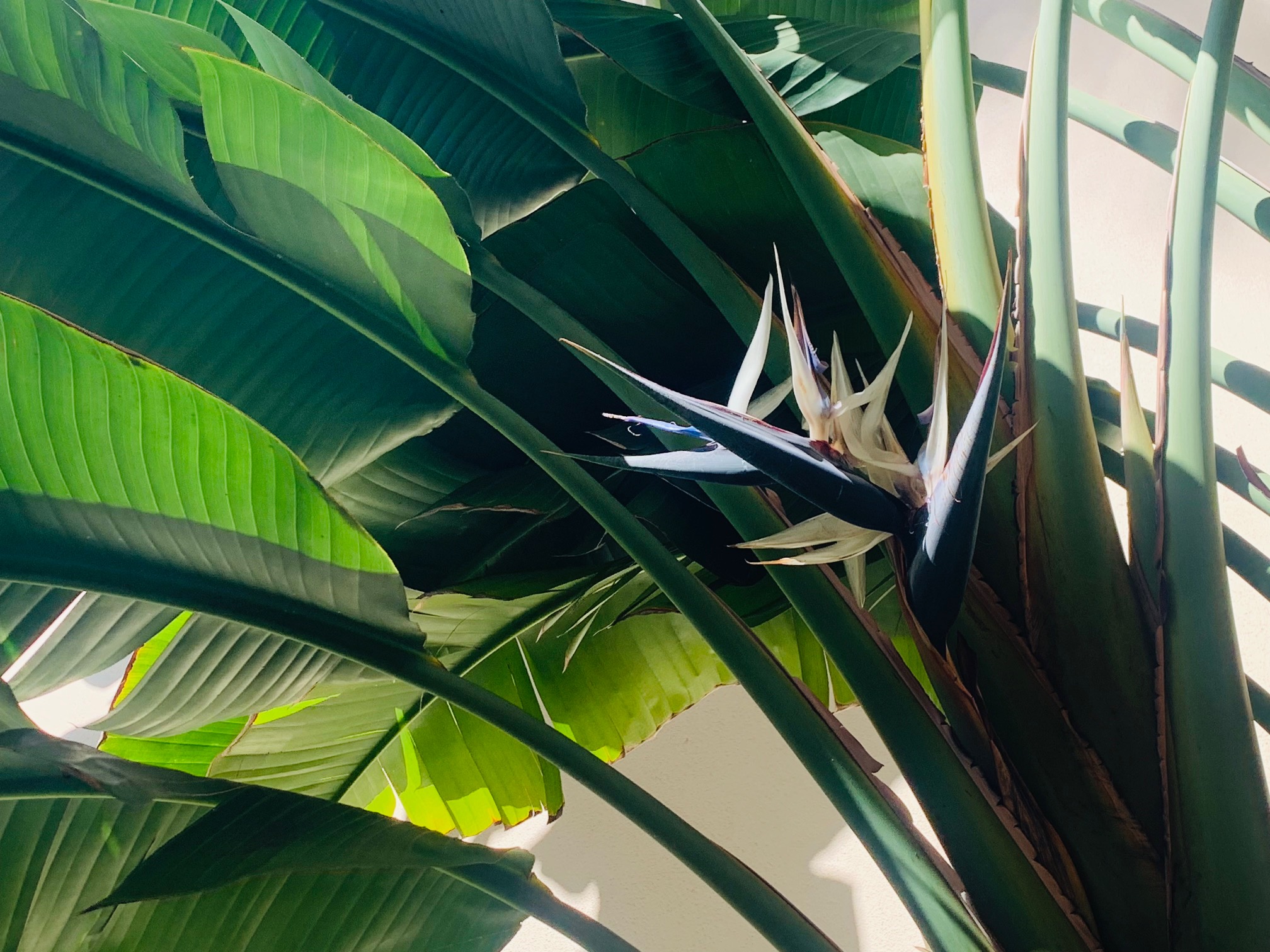 The Banyan Tree Photos