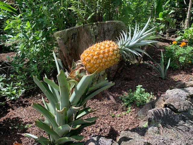 Big Island Fruits and Plants Photos