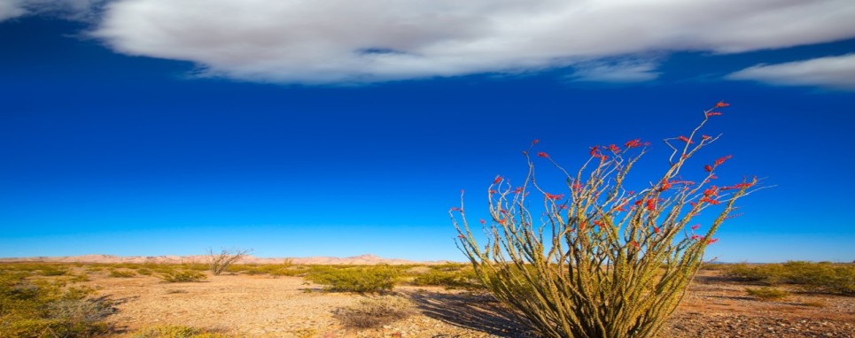 Real Estate Land and Lots