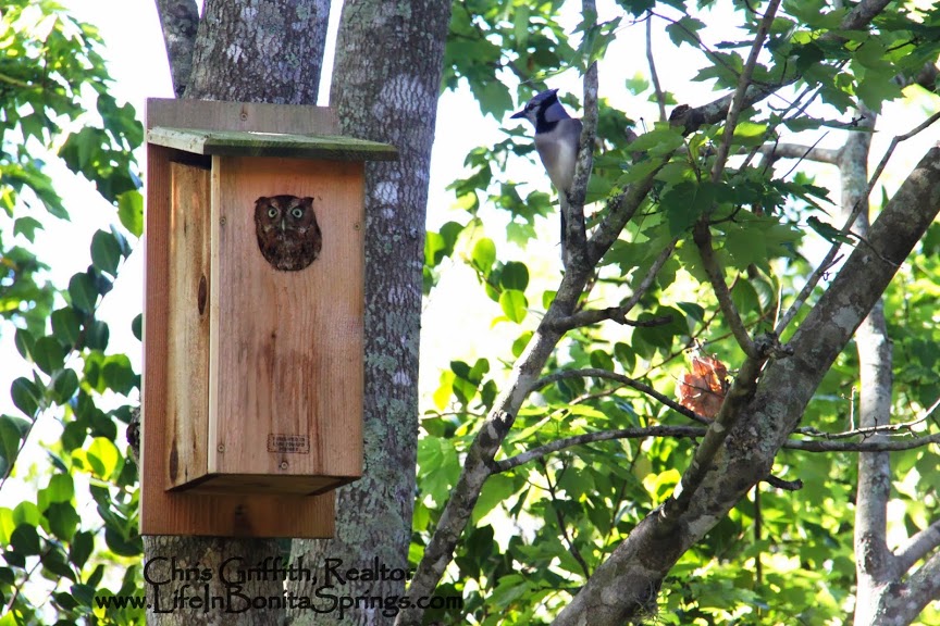 Raise Screech Owls in Bonita Springs 68/365