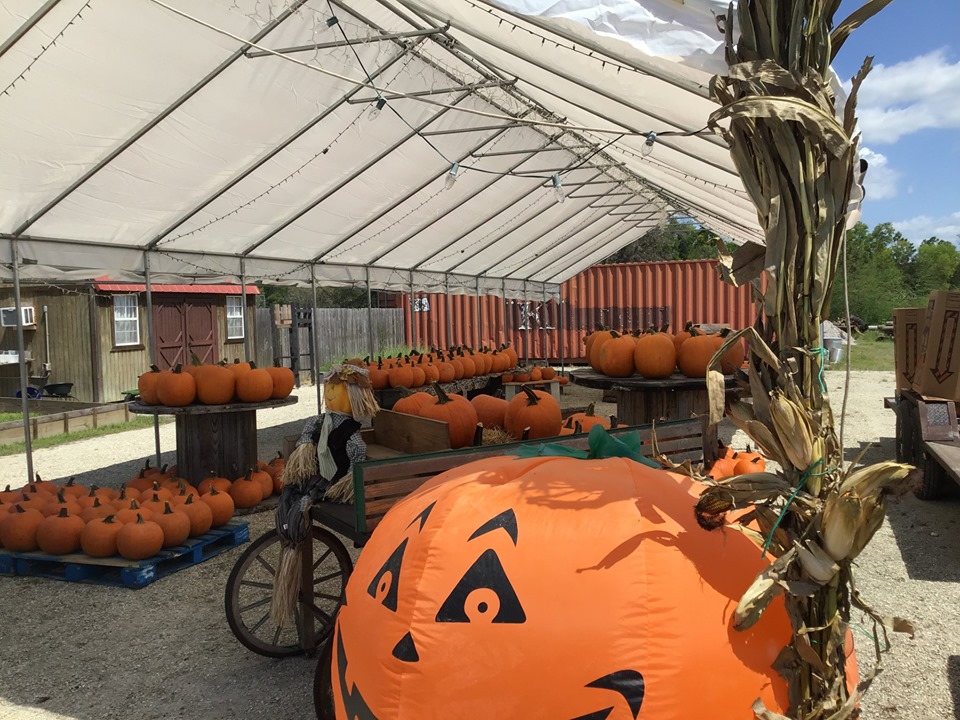 Fall Festival Southern Fresh Farms | 274/365 Things to Do