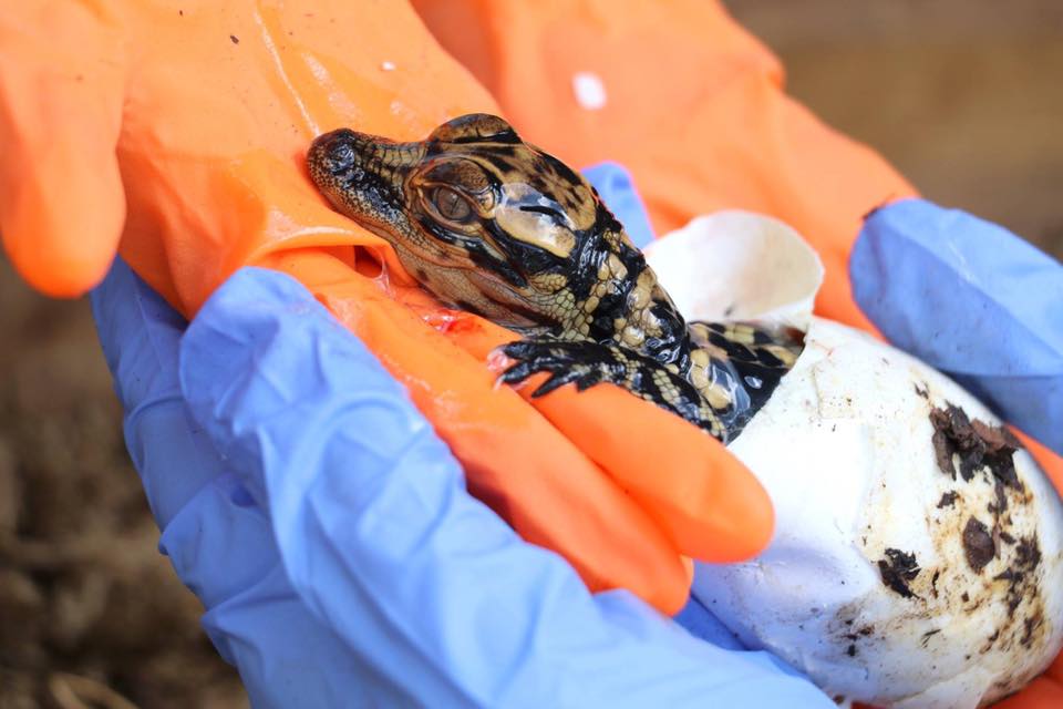 Gator Hatching Festival! | 231/365 Things to Do
