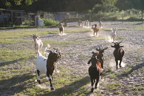 Farm Babies on Sandy Lane | Estero, Florida