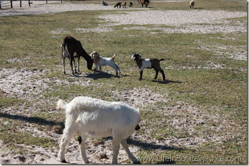Farm Babies on Sandy Lane | Estero, Florida