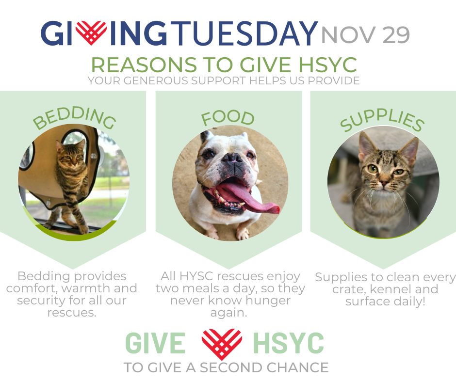 What’s happening at The Humane Society of York County?