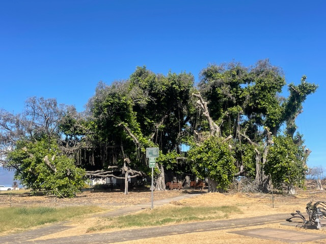 The Renewal of the Banyan Tree | Updates from Maui Real Estate