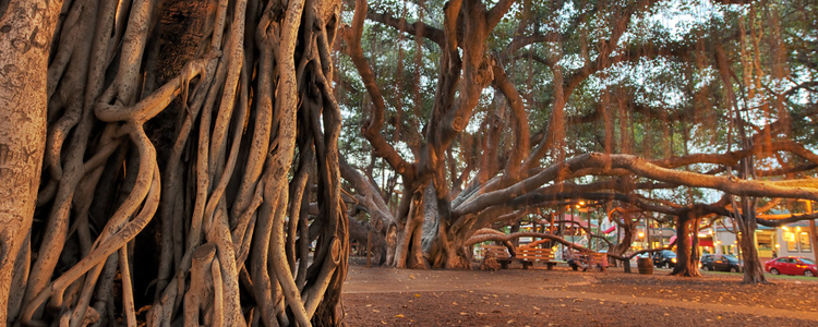 Everything You Need to Know About Living in Lahaina, HI