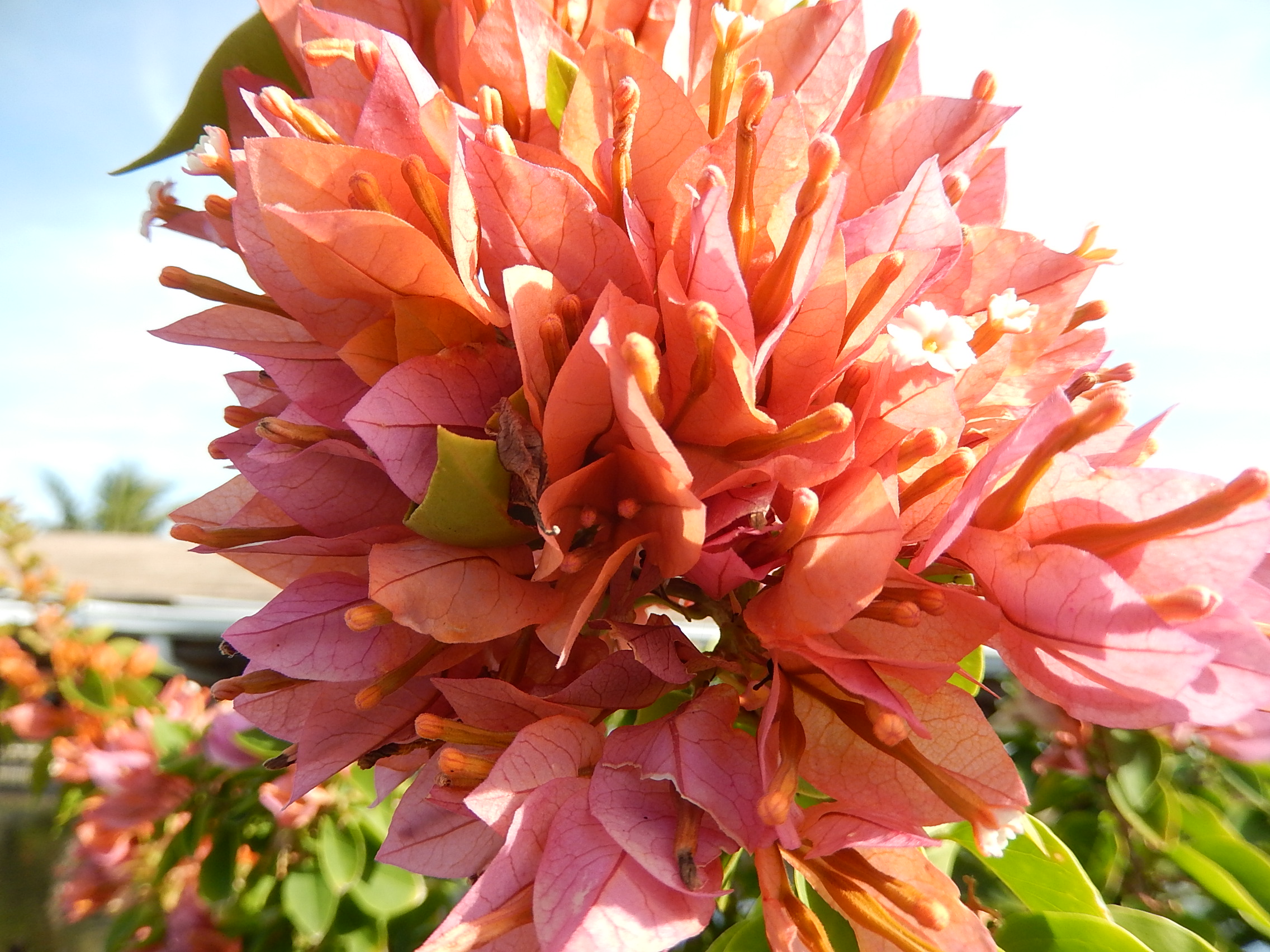 Southern Palm Bay MLS Listings | Southern Palm Bay Real Estate