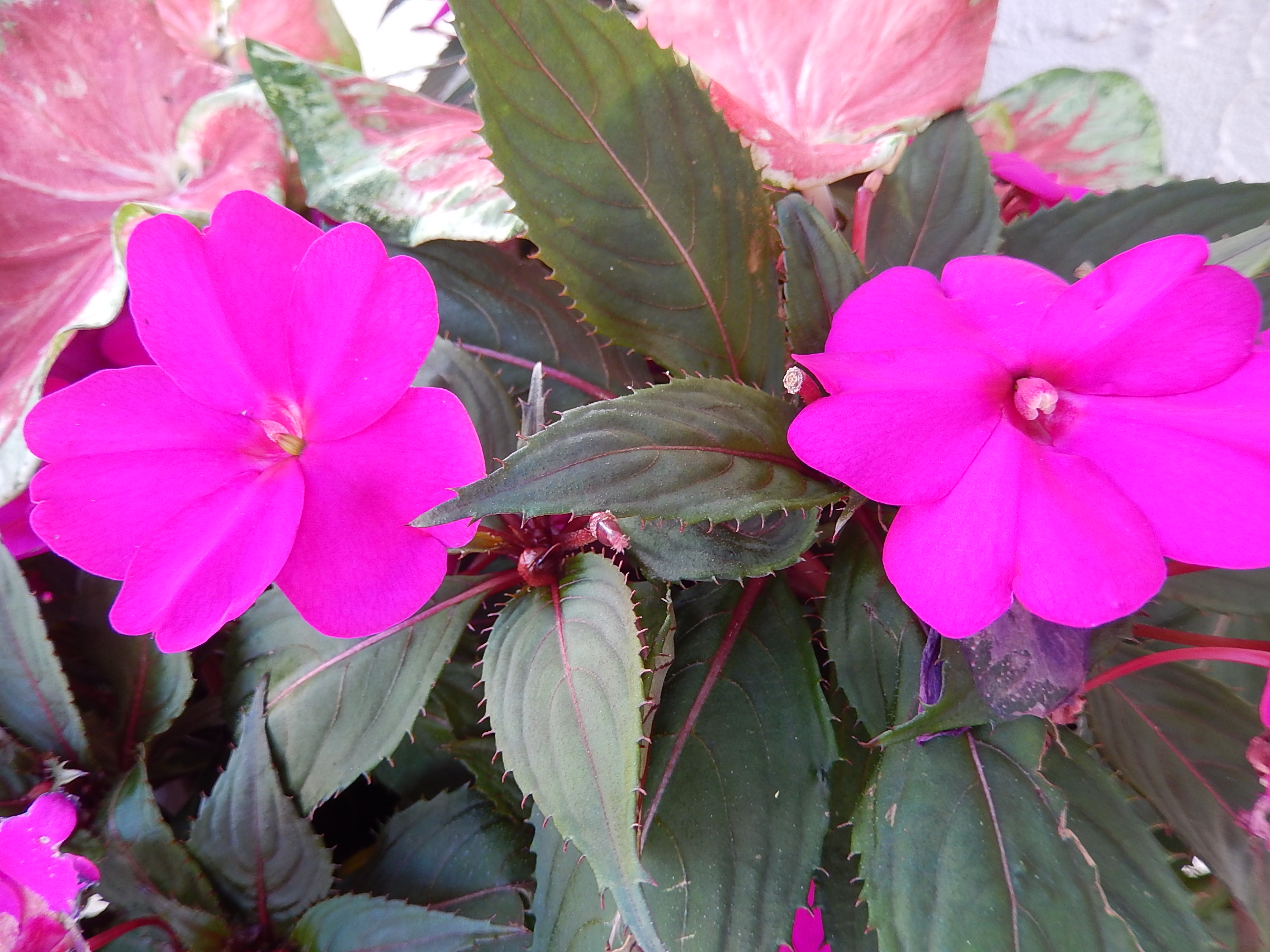 Micco Barefoot Bay Real Estate - Micco Barefoot Bay MLS Listing