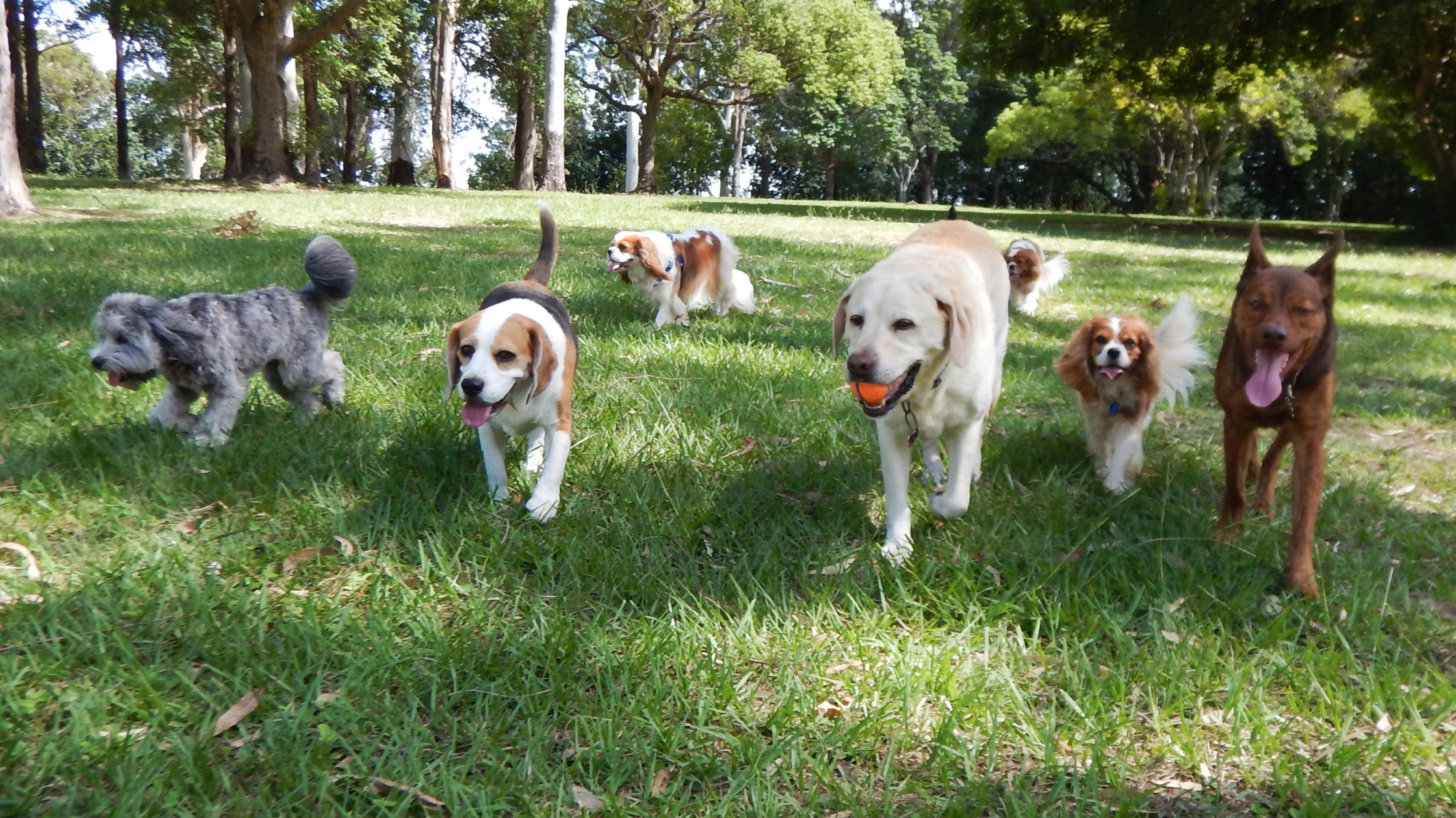 Stuart Area Dog-Friendly Parks