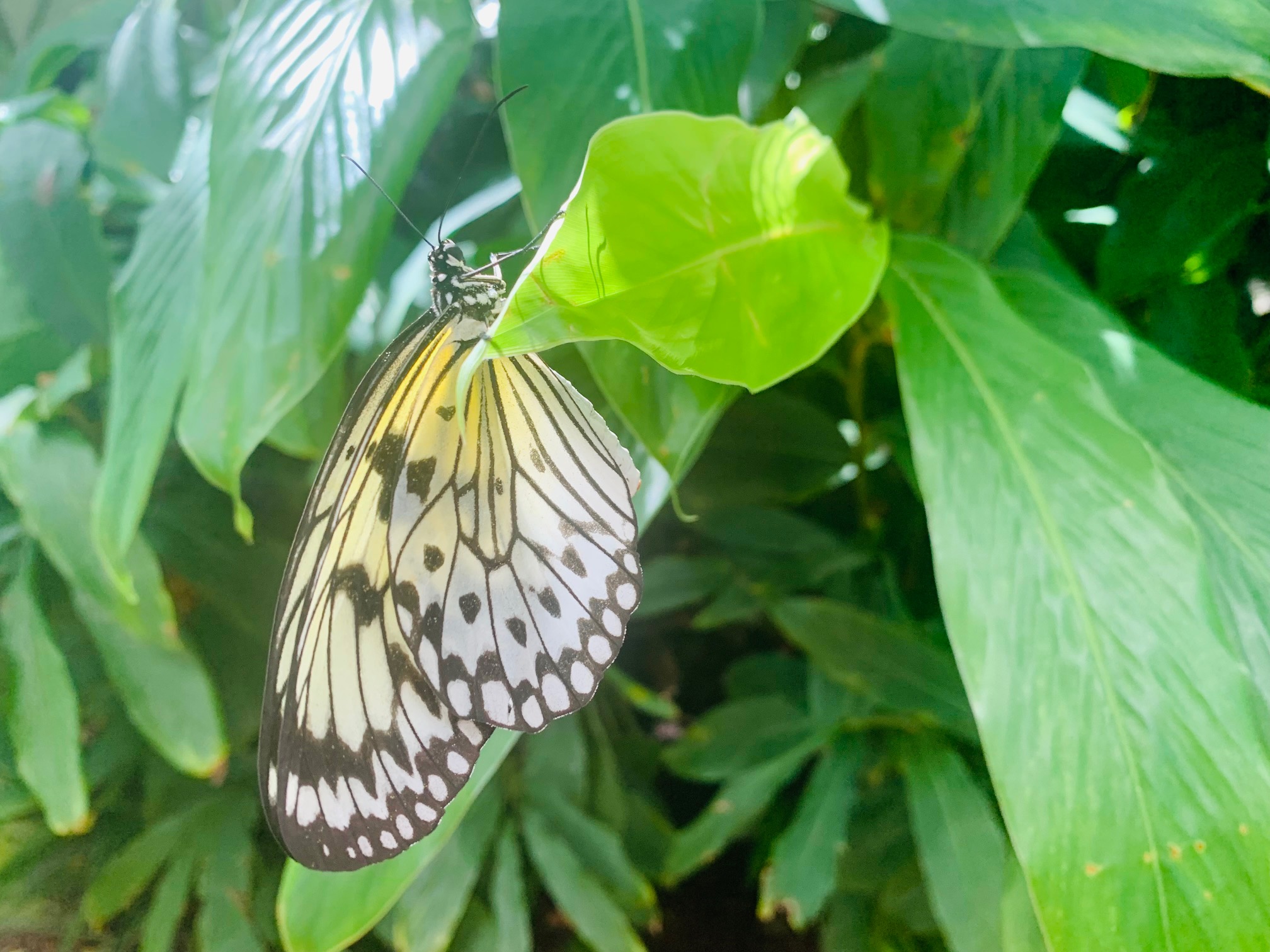 The Key West Butterfly & Nature Conservatory