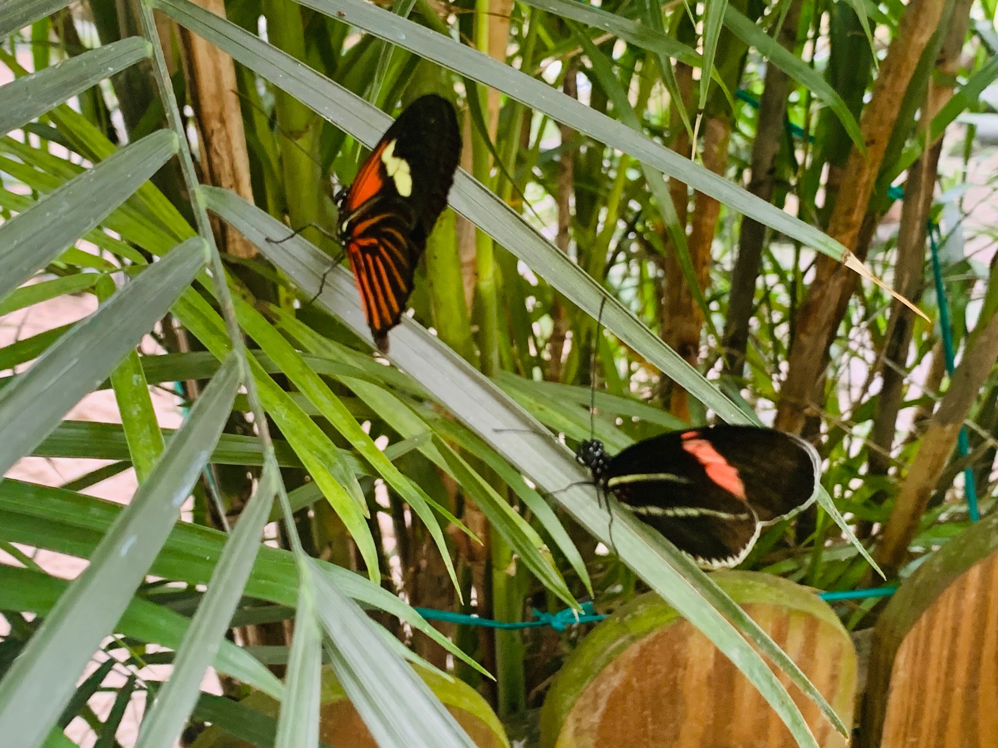 The Key West Butterfly & Nature Conservatory Photos