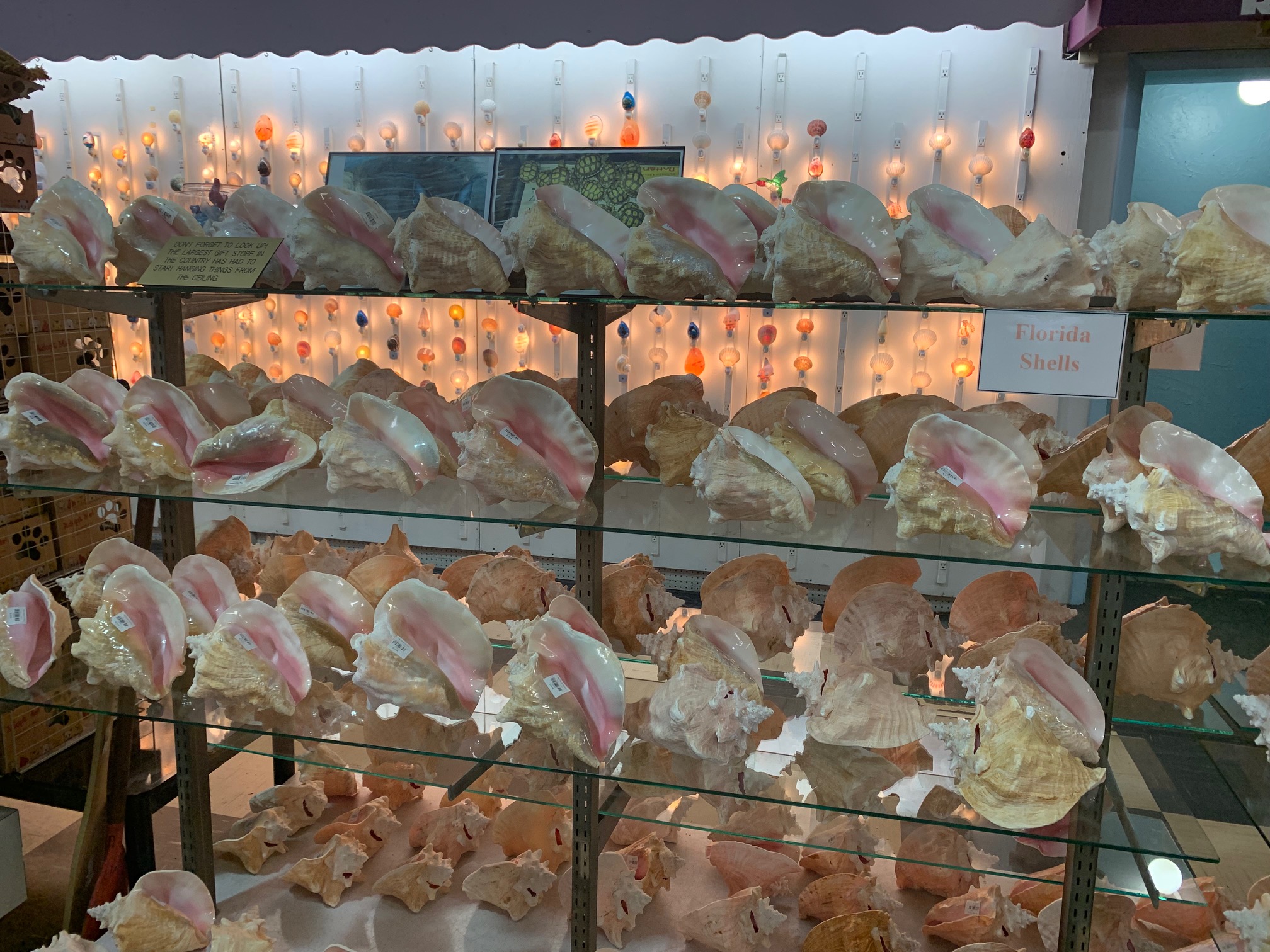 The Shell Factory & Nature Park Photos