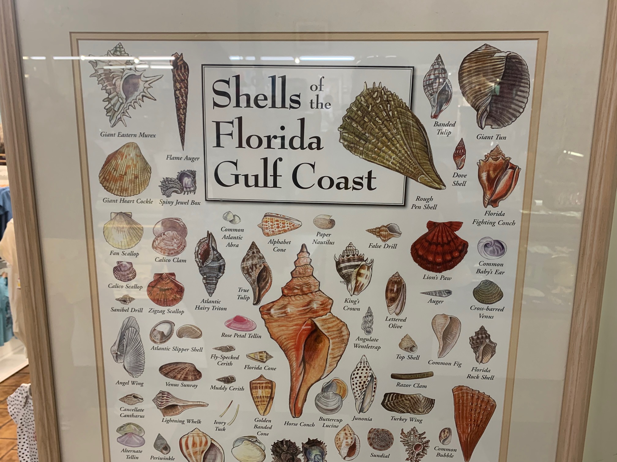 The Shell Factory & Nature Park Photos