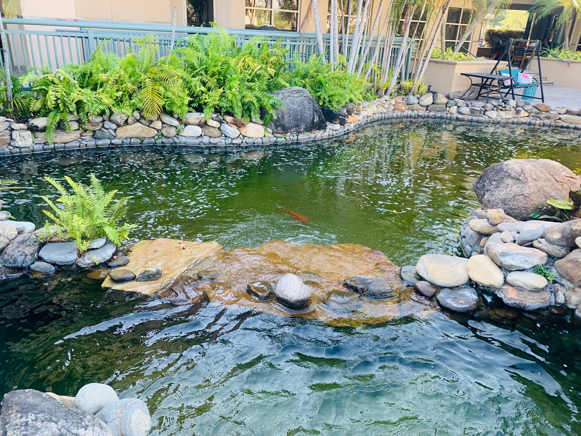 Tokyo Bay Bonita Springs Photos