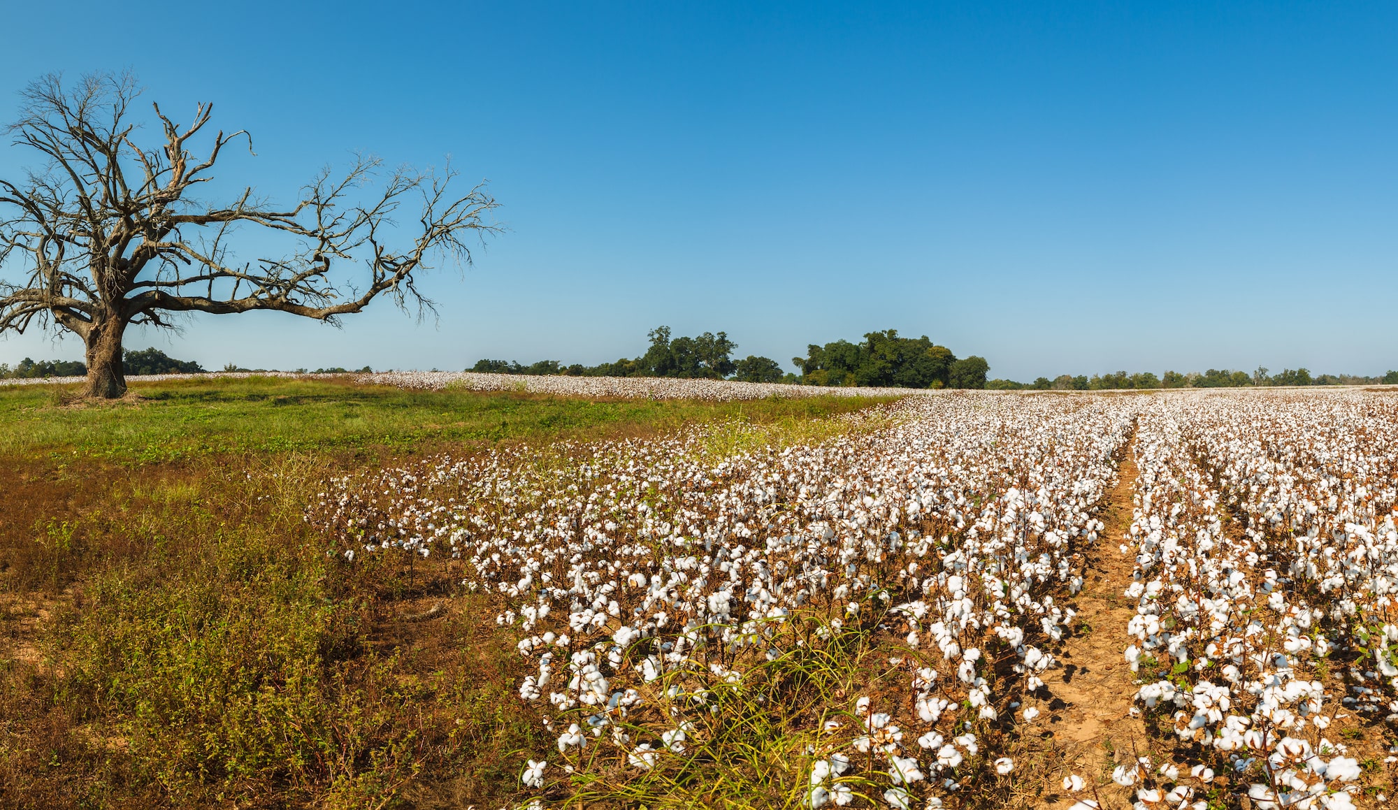 Harvest Real Estate | Homes For Sale in Harvest