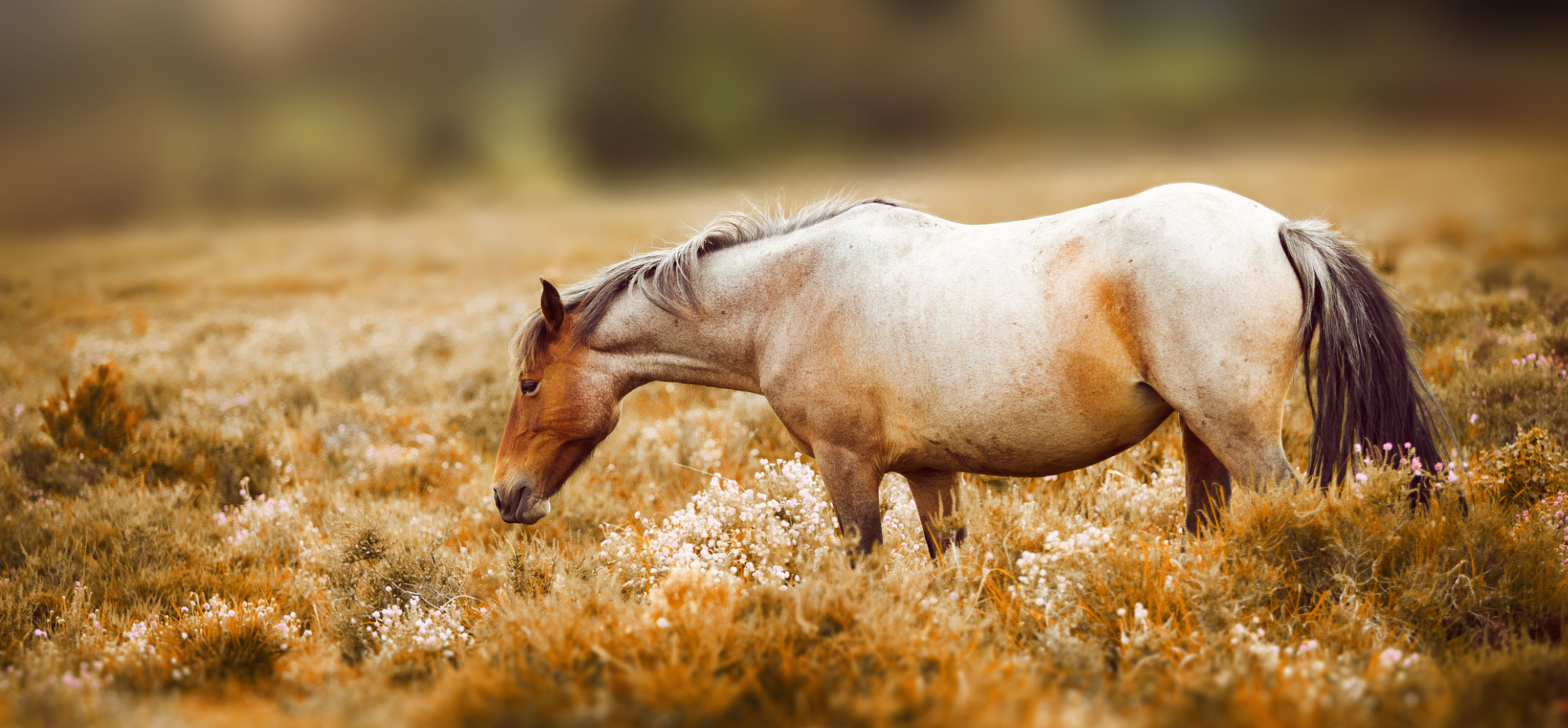 Ruidoso and Ruidoso Downs Real Estate & Homes for Sale